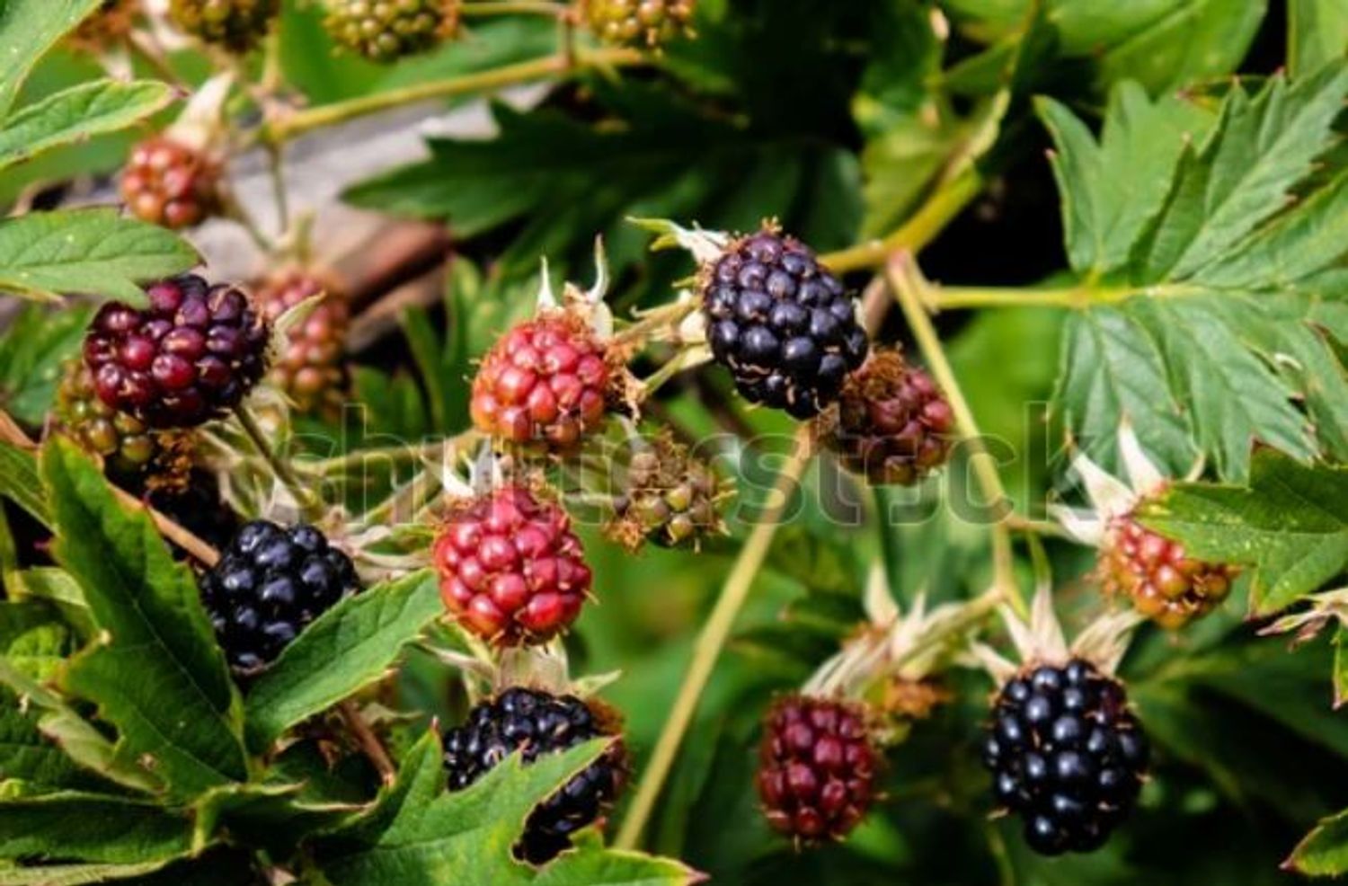 Rubus — Plant Wholesale FlorAccess
