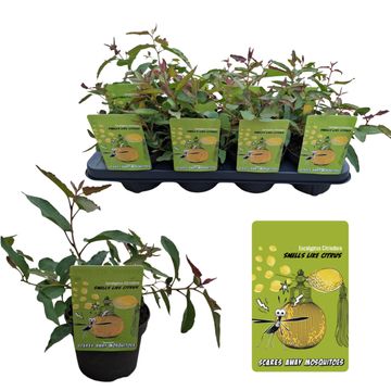 Eucalyptus citriodora — Plant Wholesale FlorAccess