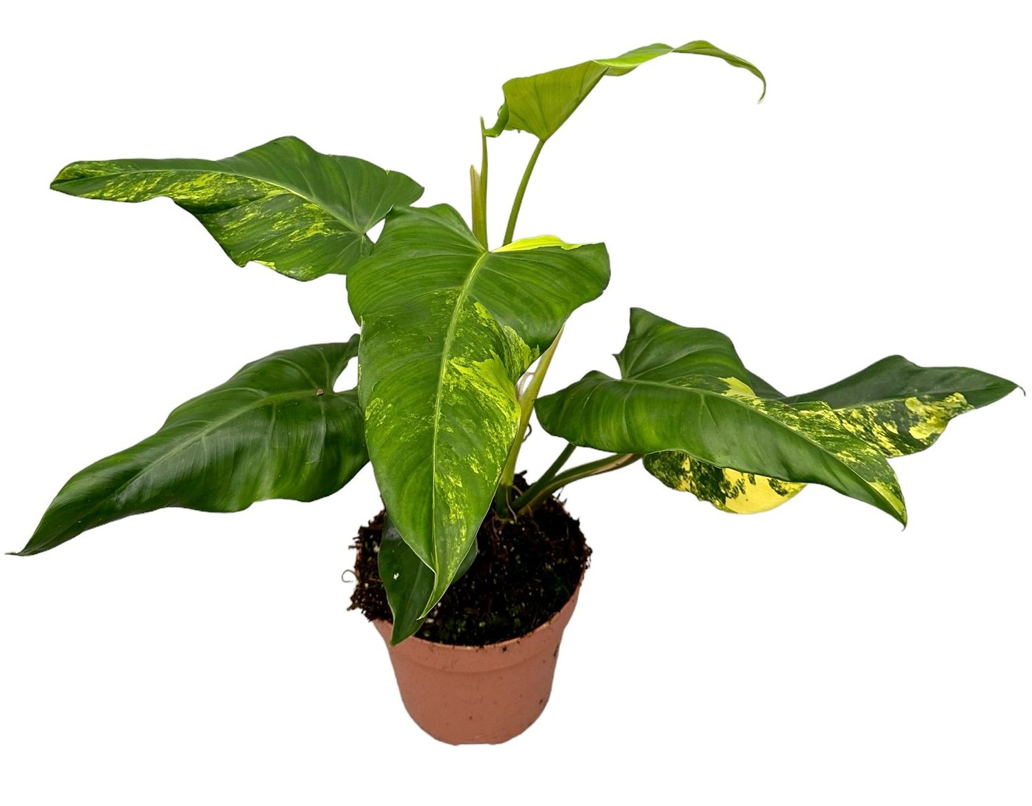 Philodendron x domesticum 'Variegata' — Grossiste en Plantes FlorAccess