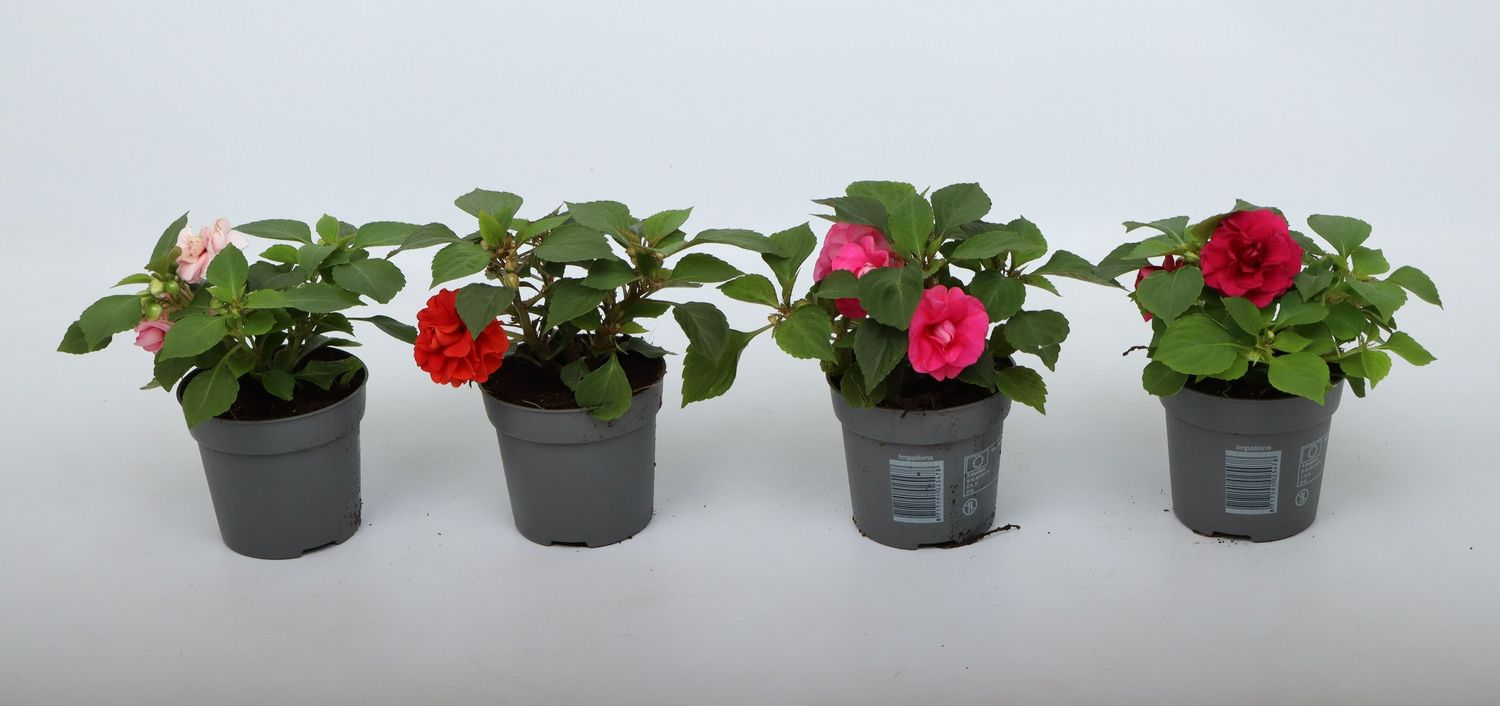 Impatiens GLIMMER DOUBLE MIX — Plant Wholesale FlorAccess