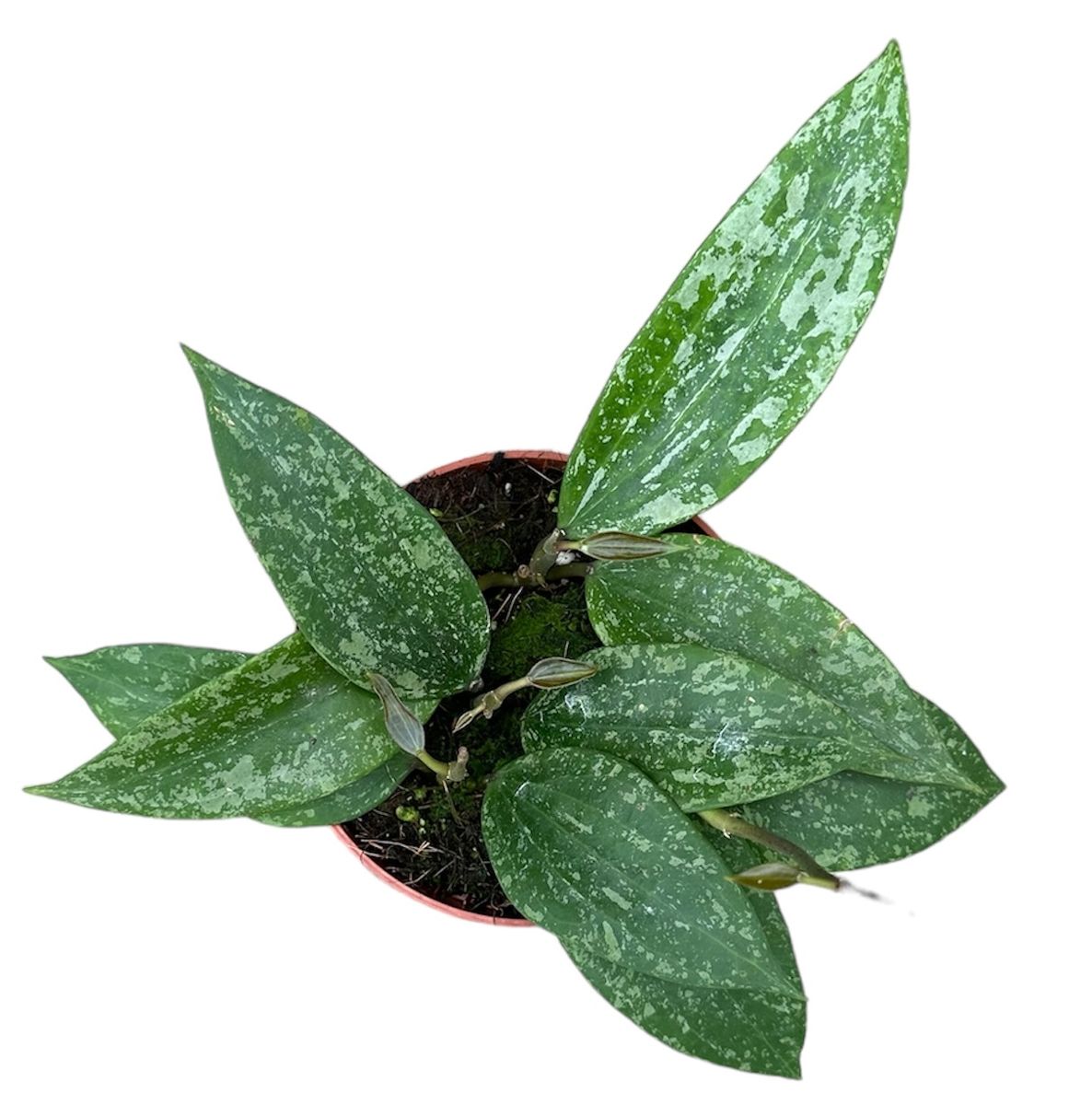Hoya 'Rangsan' — Plant Wholesale FlorAccess