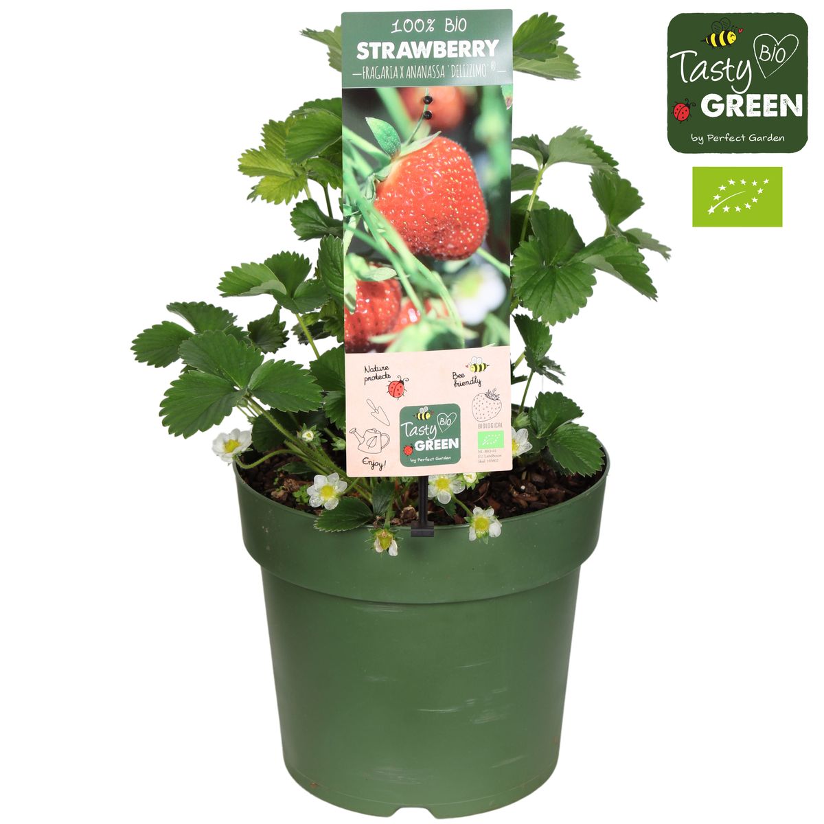 Fragaria x ananassa 'Delizzimo' — Plant Wholesale FlorAccess