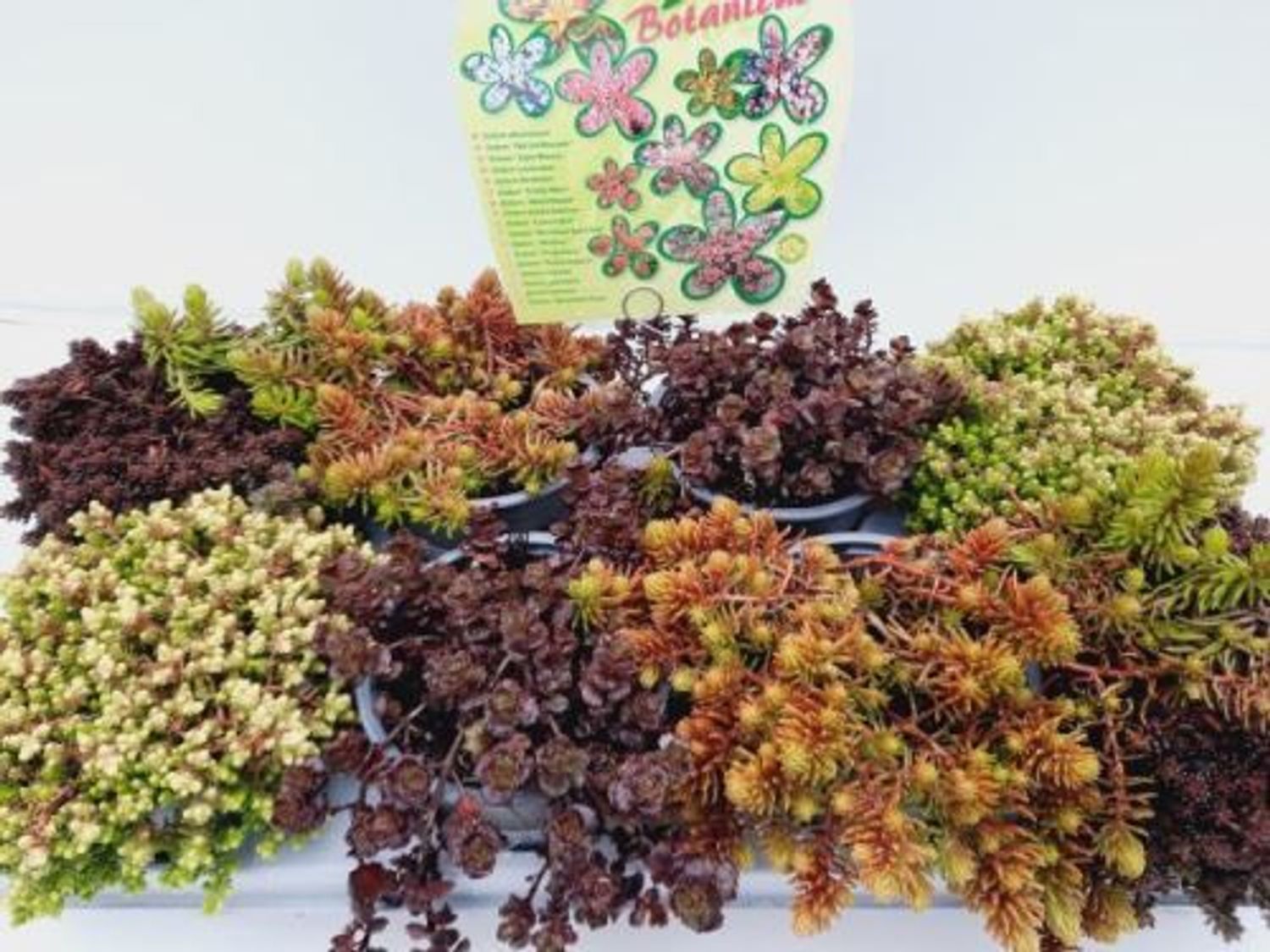 Sedum MIX — Plant Wholesale FlorAccess