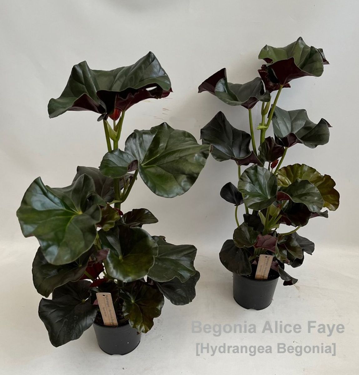 Begonia 'Alice Faye' — Plant Wholesale FlorAccess