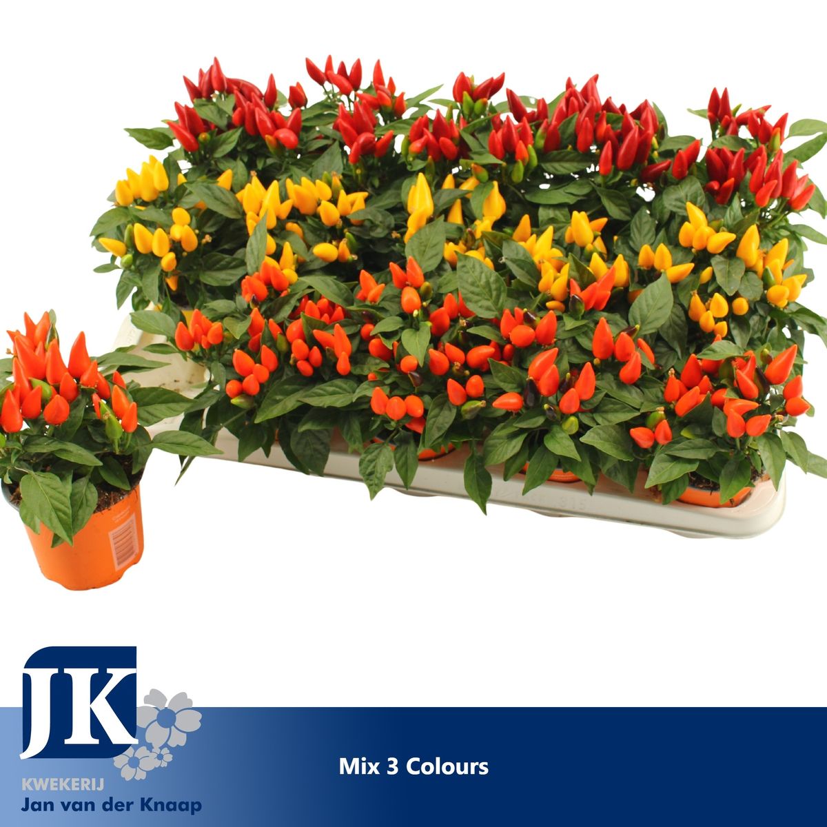 Capsicum annuum SALSA MIX — Groothandel in planten FlorAccess