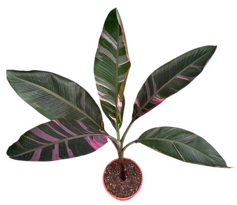 Musa 'Nono' — Plant Wholesale FlorAccess