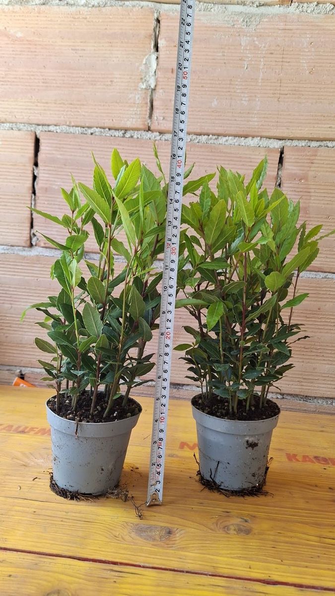 Laurus nobilis — Plant Wholesale FlorAccess