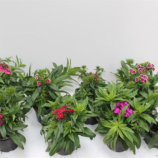 Dianthus barbatus BARBARINI MIX — Plant Wholesale FlorAccess