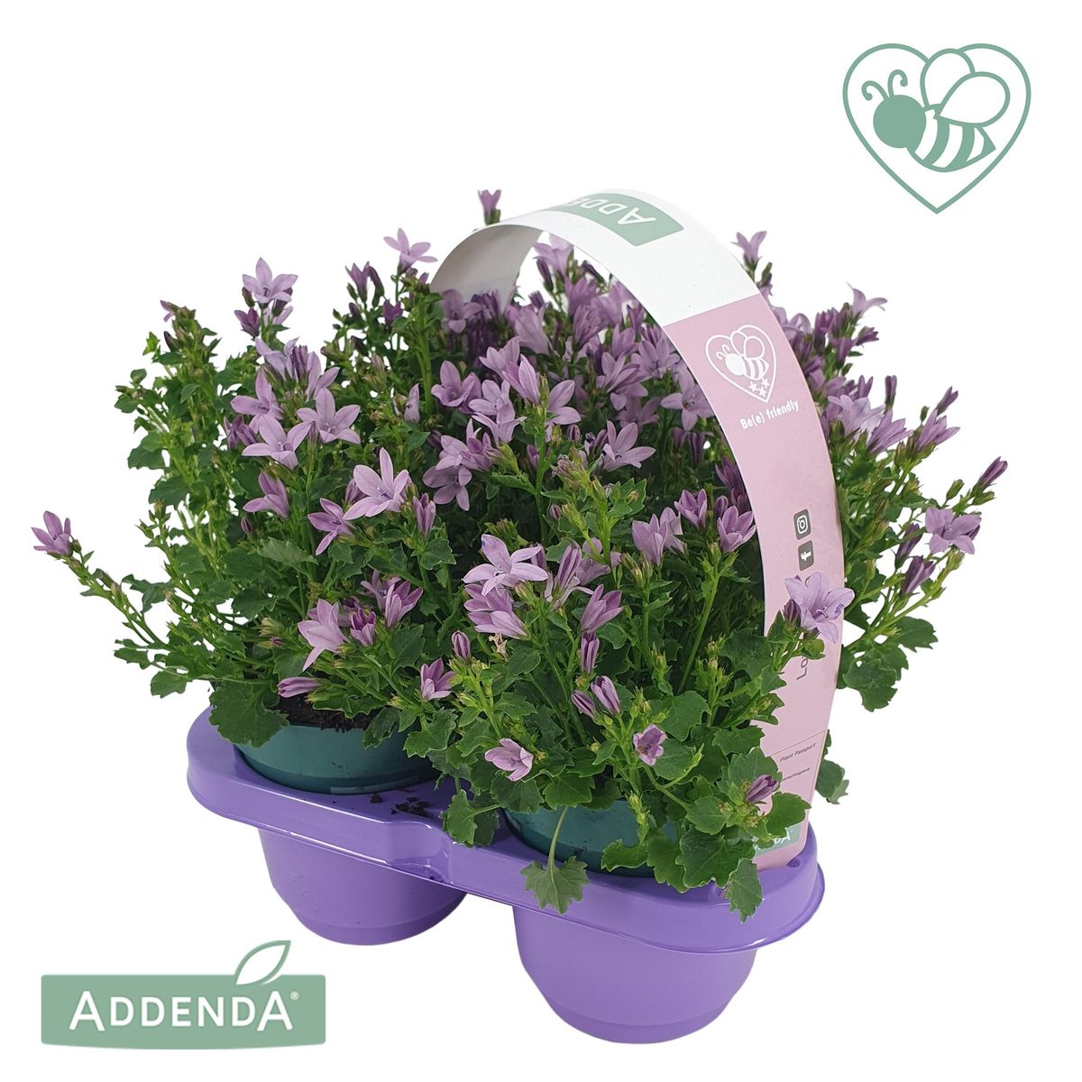 Campanula AMBELLA PINK — Plant Wholesale FlorAccess