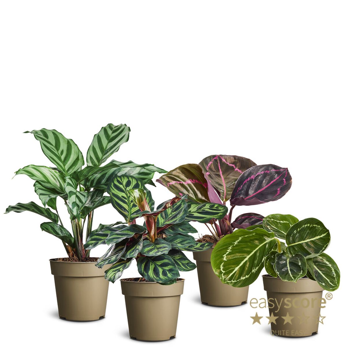 Calathea MIX — Plant Wholesale FlorAccess