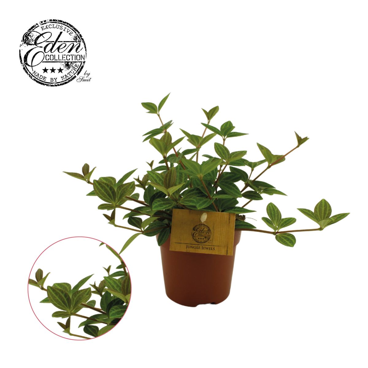 Peperomia angulata 'Rocca Vivace' — Plant Wholesale FlorAccess