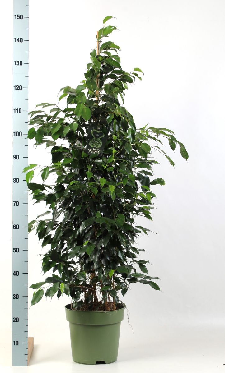 Ficus benjamina 'Danielle' — Grossiste en Plantes FlorAccess