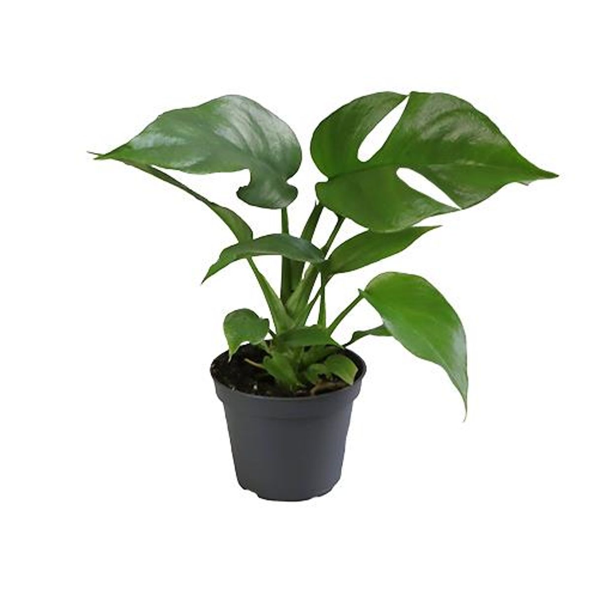 Philodendron 'Minima' — Plant Wholesale FlorAccess