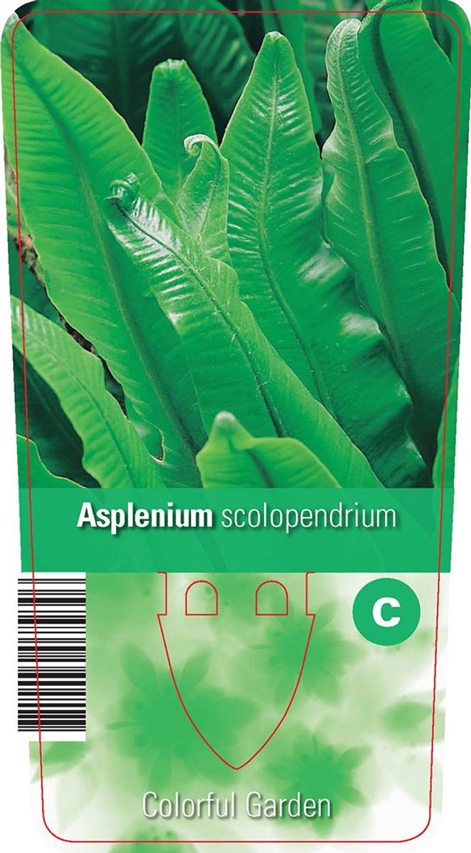 Asplenium scolopendrium — Plant Wholesale FlorAccess