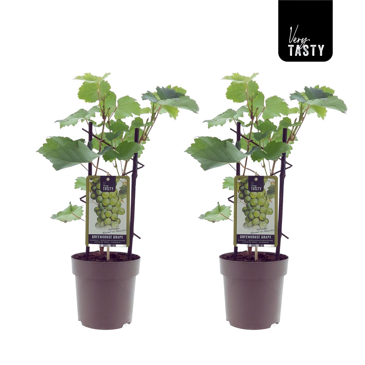 Vitis 'Muscat of Alexandria' — Plant Wholesale FlorAccess