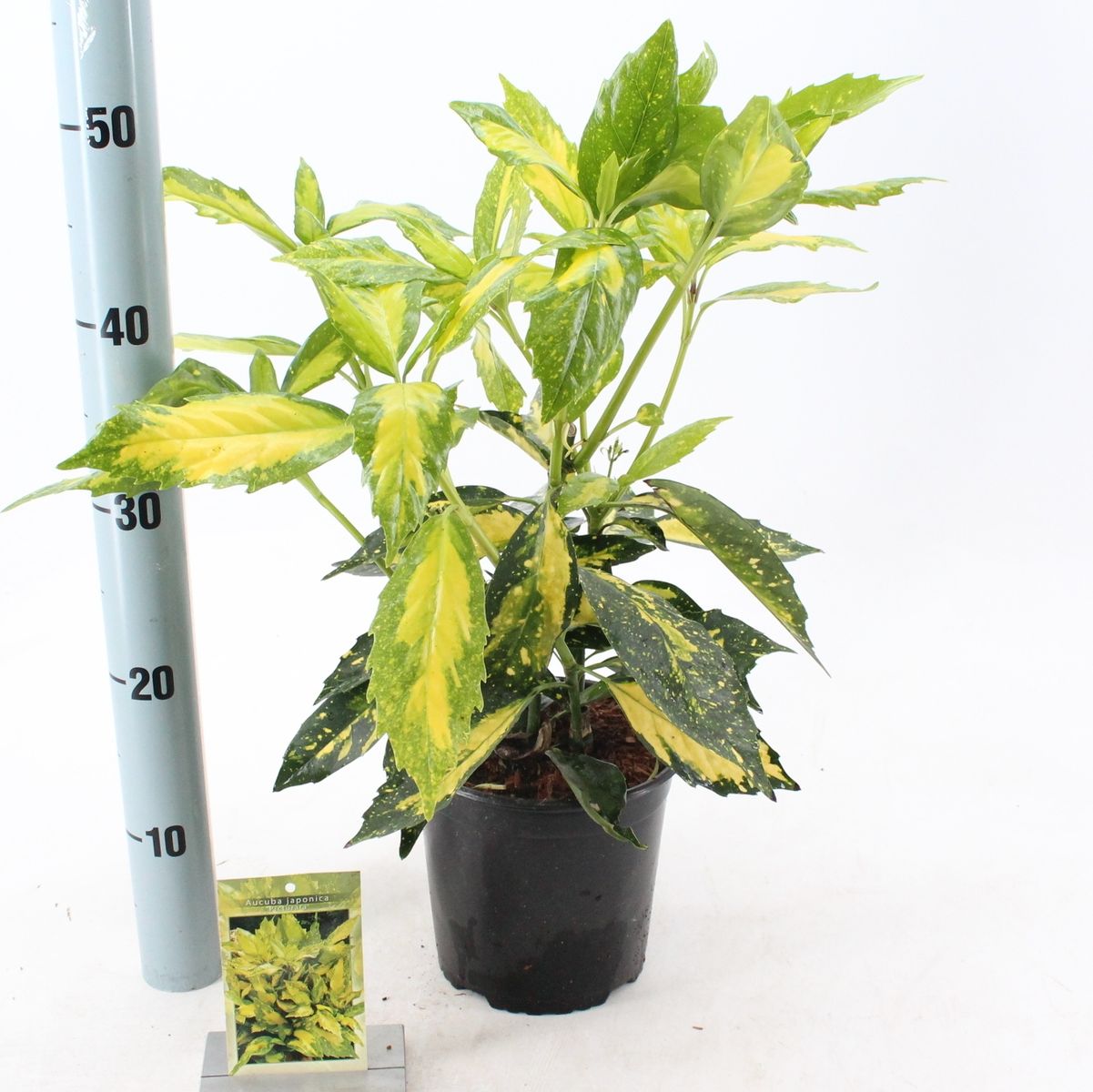Aucuba japonica 'Picturata' — Plant Wholesale FlorAccess