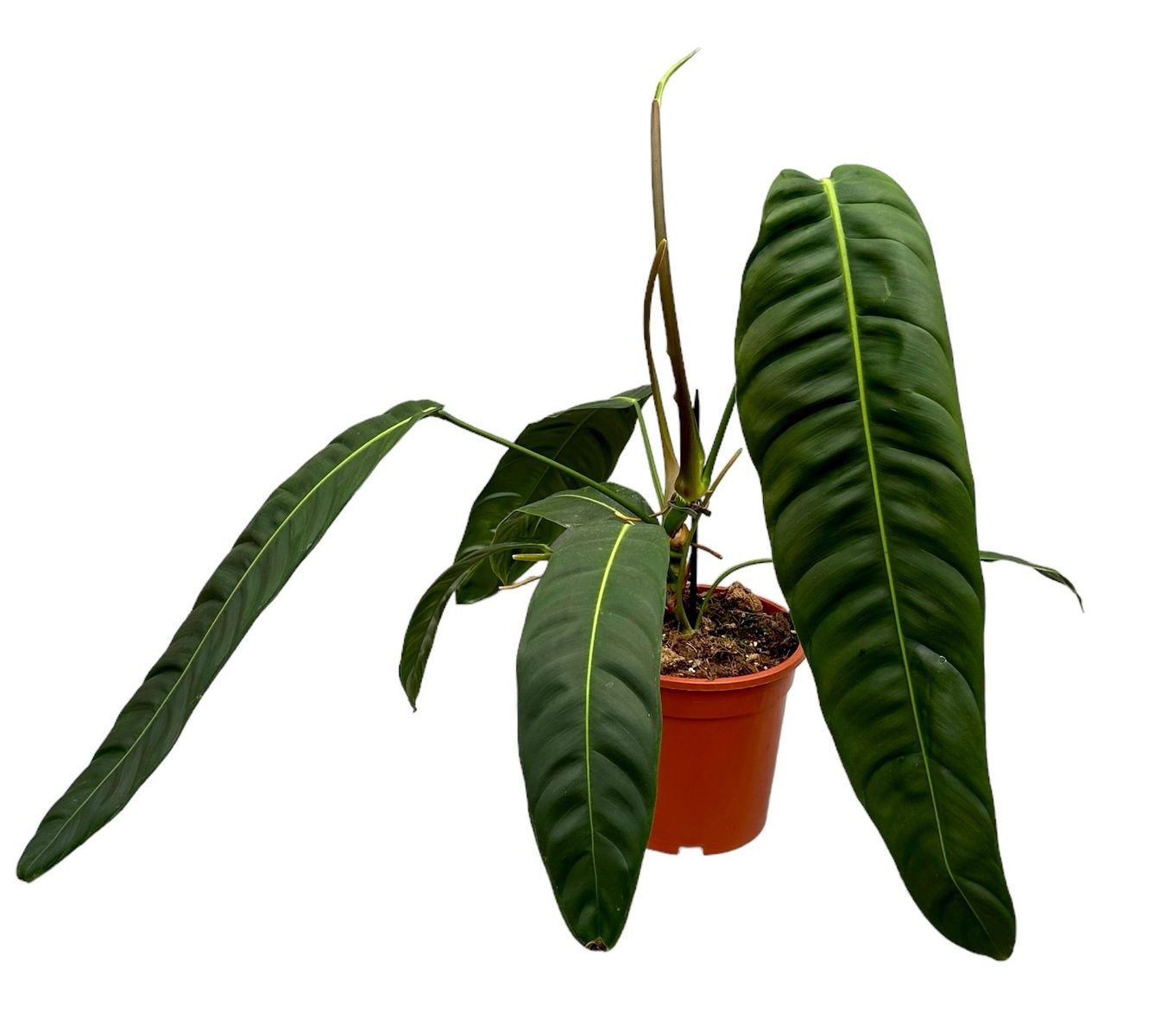 Philodendron patriciae — Plant Wholesale FlorAccess