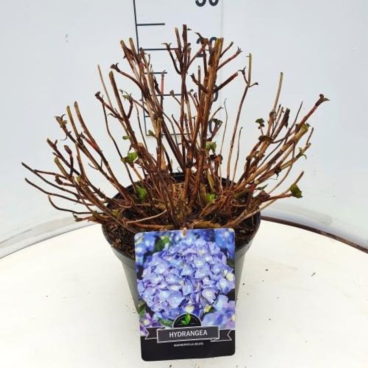 Hydrangea macrophylla 'Nikko Blue' — Plant Wholesale FlorAccess