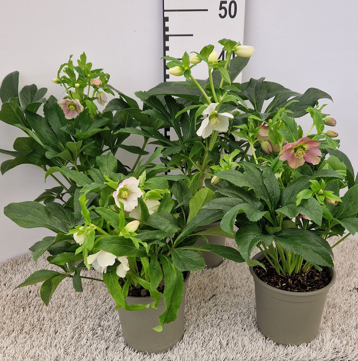 Helleborus orientalis MIX — Plant Wholesale FlorAccess