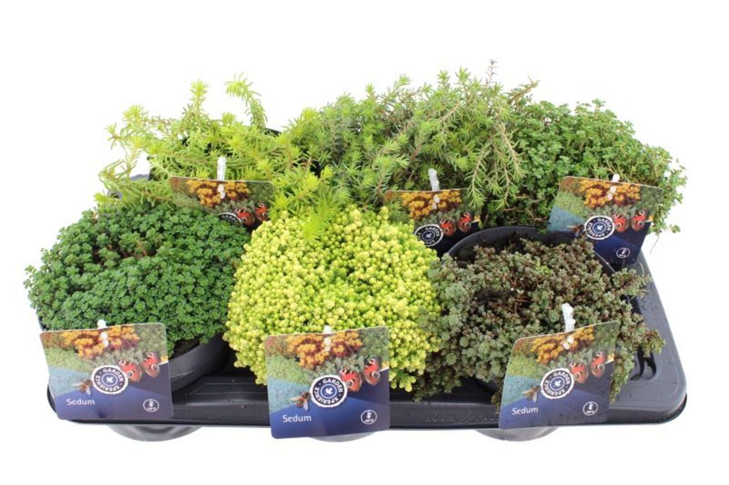Sedum MIX — Plant Wholesale FlorAccess
