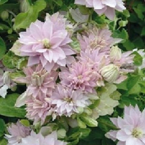 Clematis DANCING QUEEN — Plant Wholesale FlorAccess