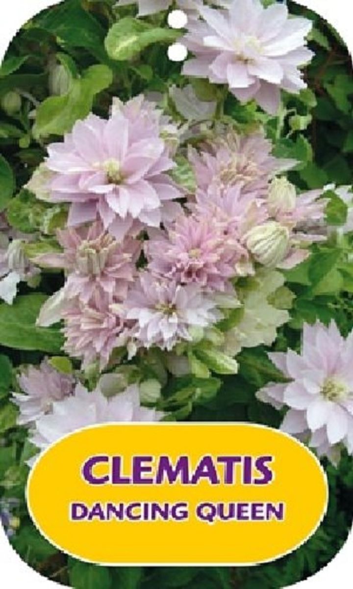 Clematis DANCING QUEEN — Plant Wholesale FlorAccess