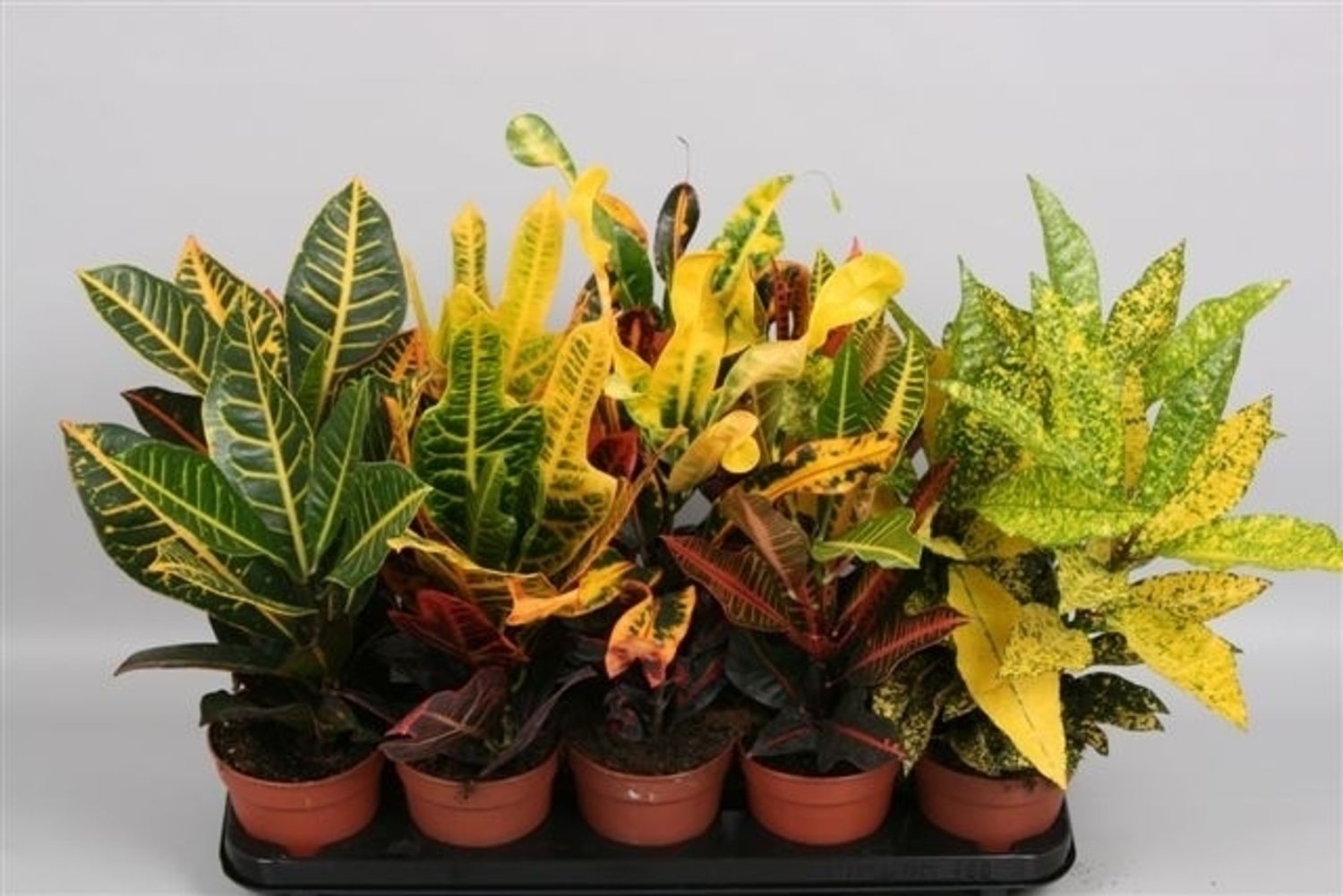 Codiaeum MIX — Plant Wholesale FlorAccess