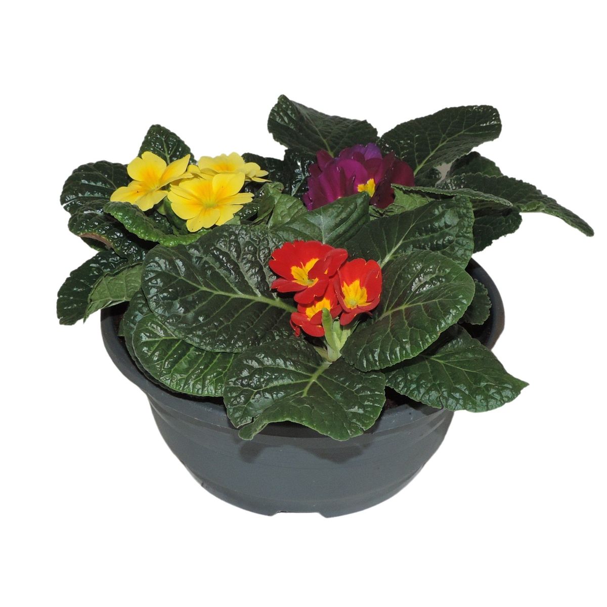Primula ACAULIS MIX — Plant Wholesale FlorAccess