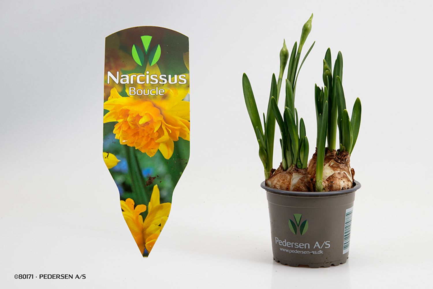 Narcissus 'Tête Bouclé' — Plant Wholesale FlorAccess