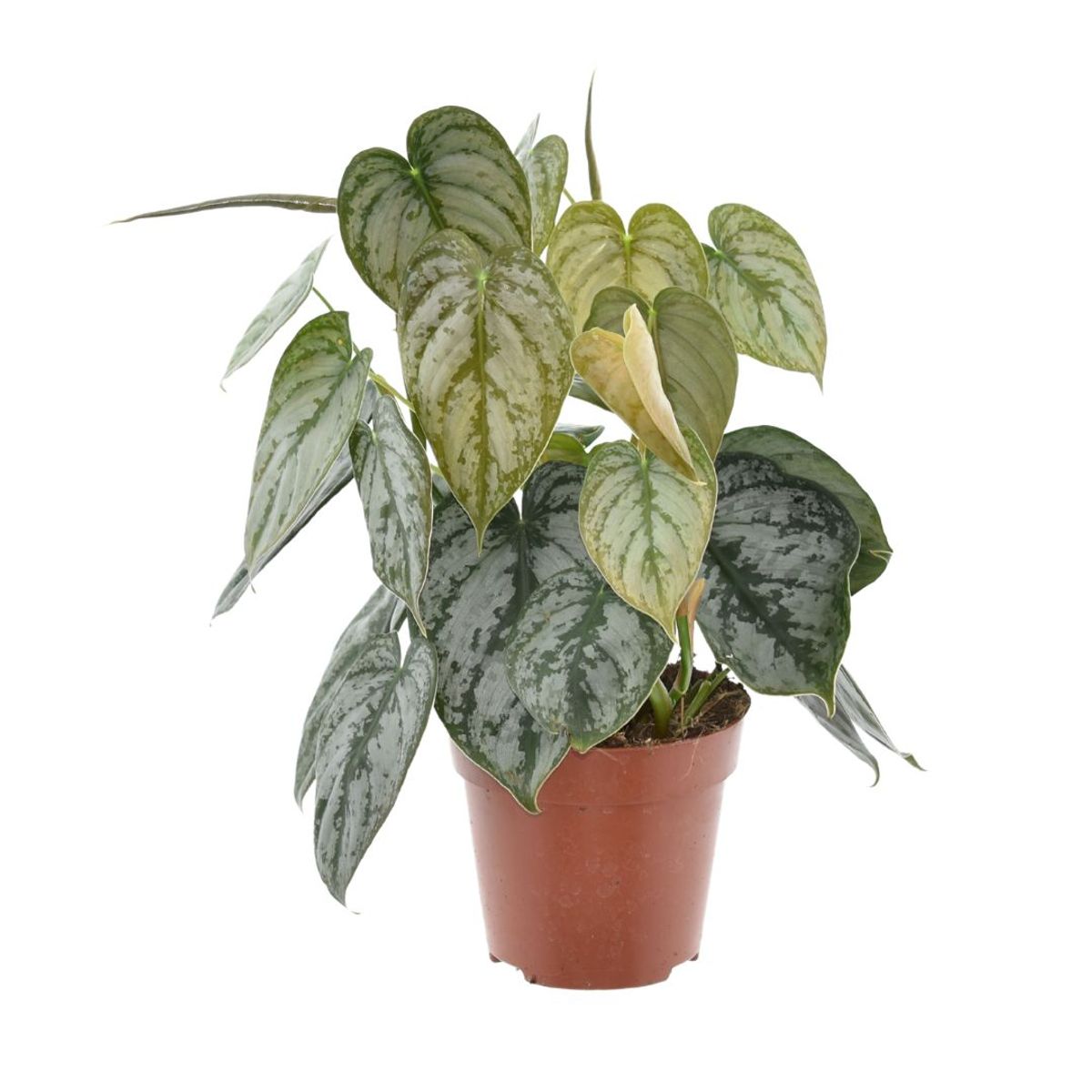 Philodendron brandtianum — Plant Wholesale FlorAccess