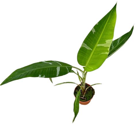 Musa 'Florida Variegata' — Plant Wholesale FlorAccess