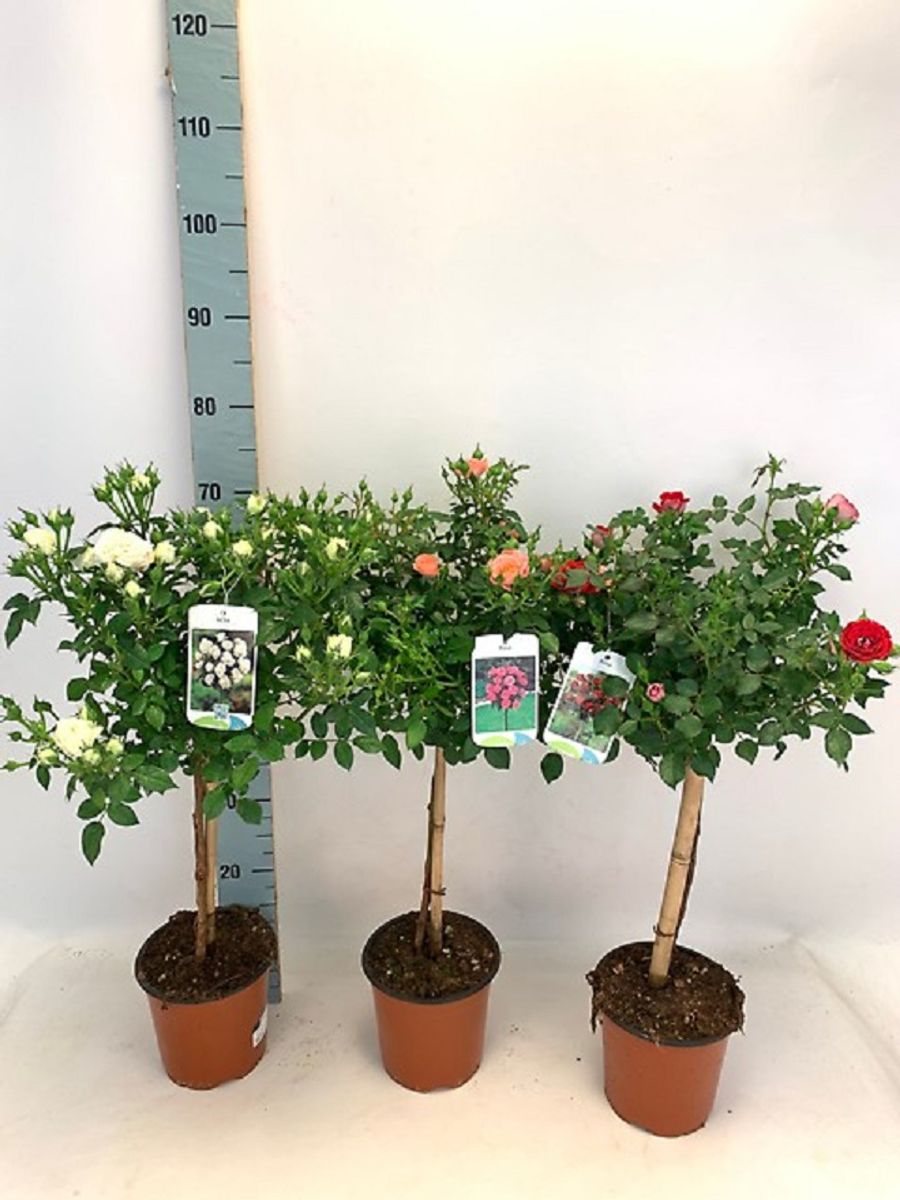 Rosa MIX — Plant Wholesale FlorAccess