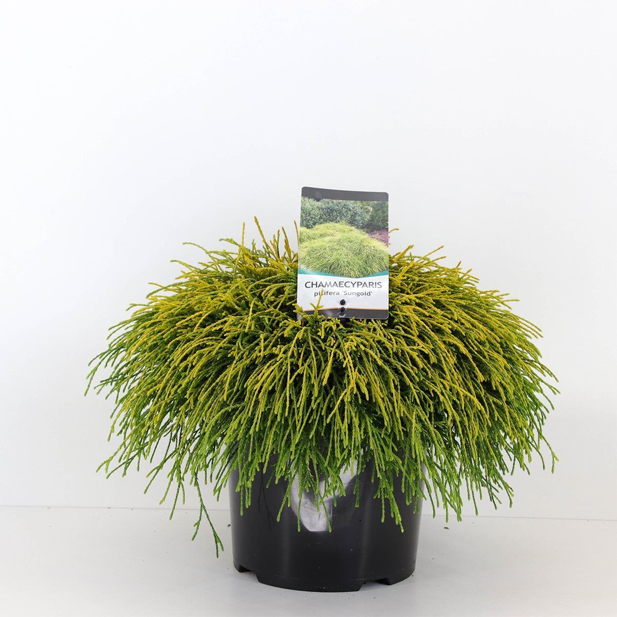 Chamaecyparis pisifera 'Sungold' — Plant Wholesale FlorAccess