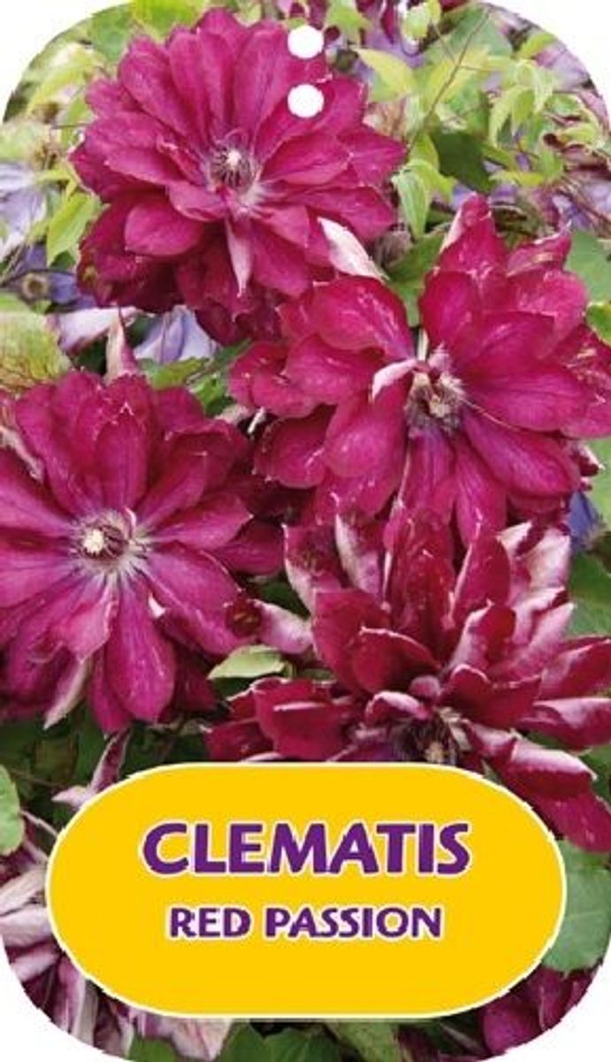 Clematis RED PASSION (EL) — Plant Wholesale FlorAccess