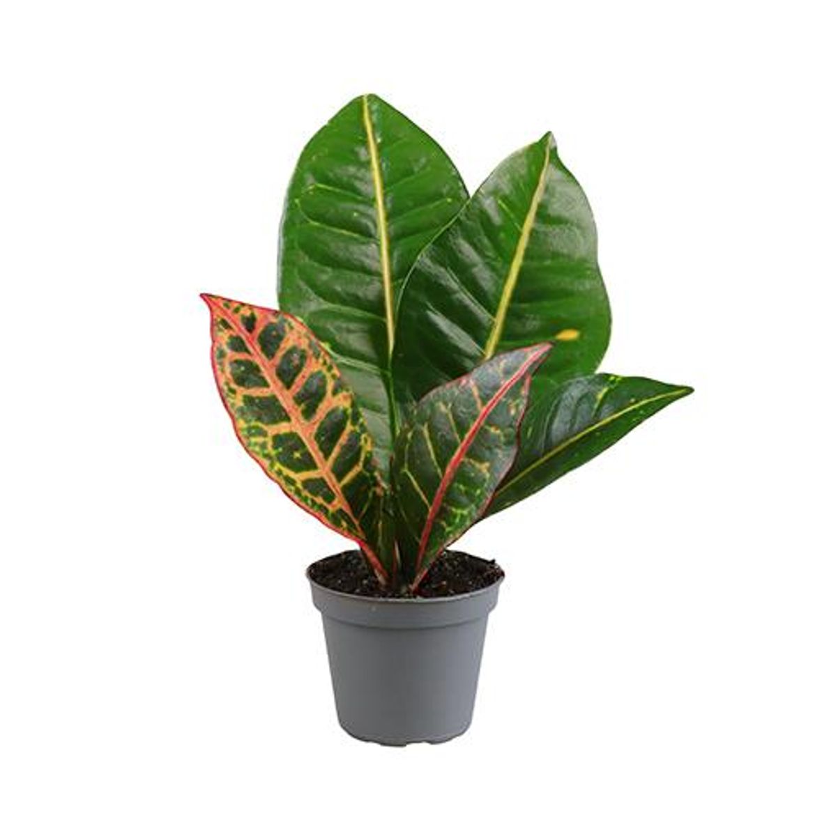 Codiaeum variegatum 'Petra' — Plant Wholesale FlorAccess