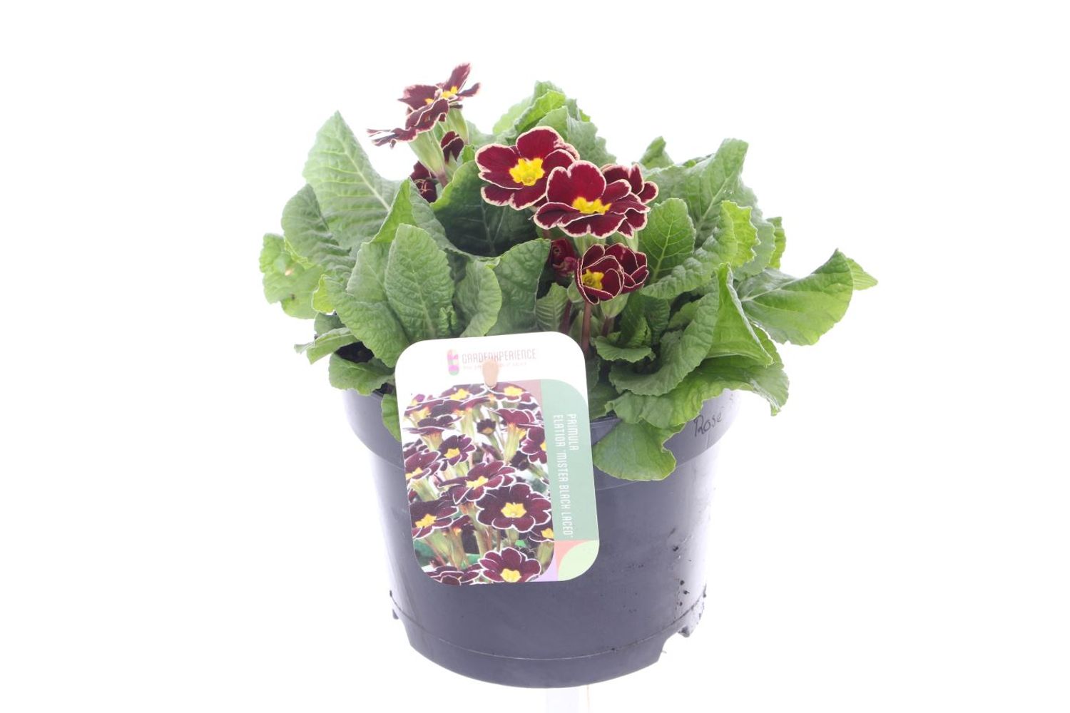 Primula 'Veristar Wine Rose Silver Laced' — Plant Wholesale FlorAccess