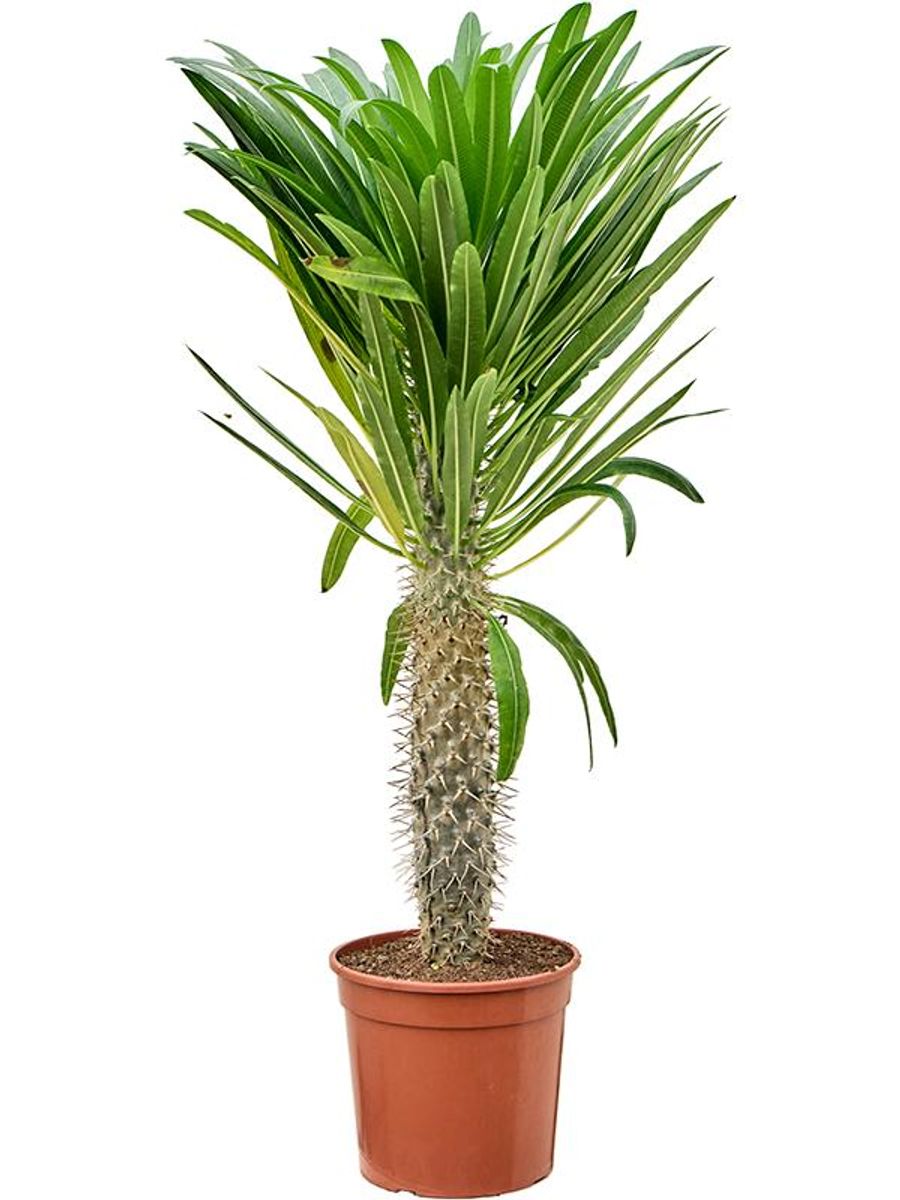 Pachypodium geayi — Plant Wholesale FlorAccess