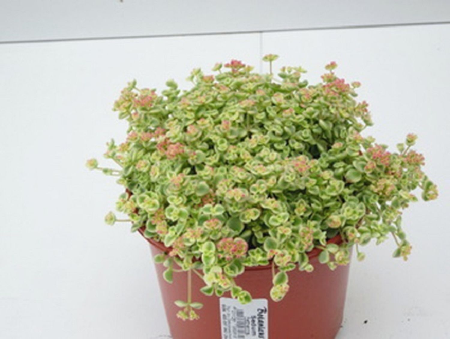 Sedum 'Little Missy' — Plant Wholesale FlorAccess