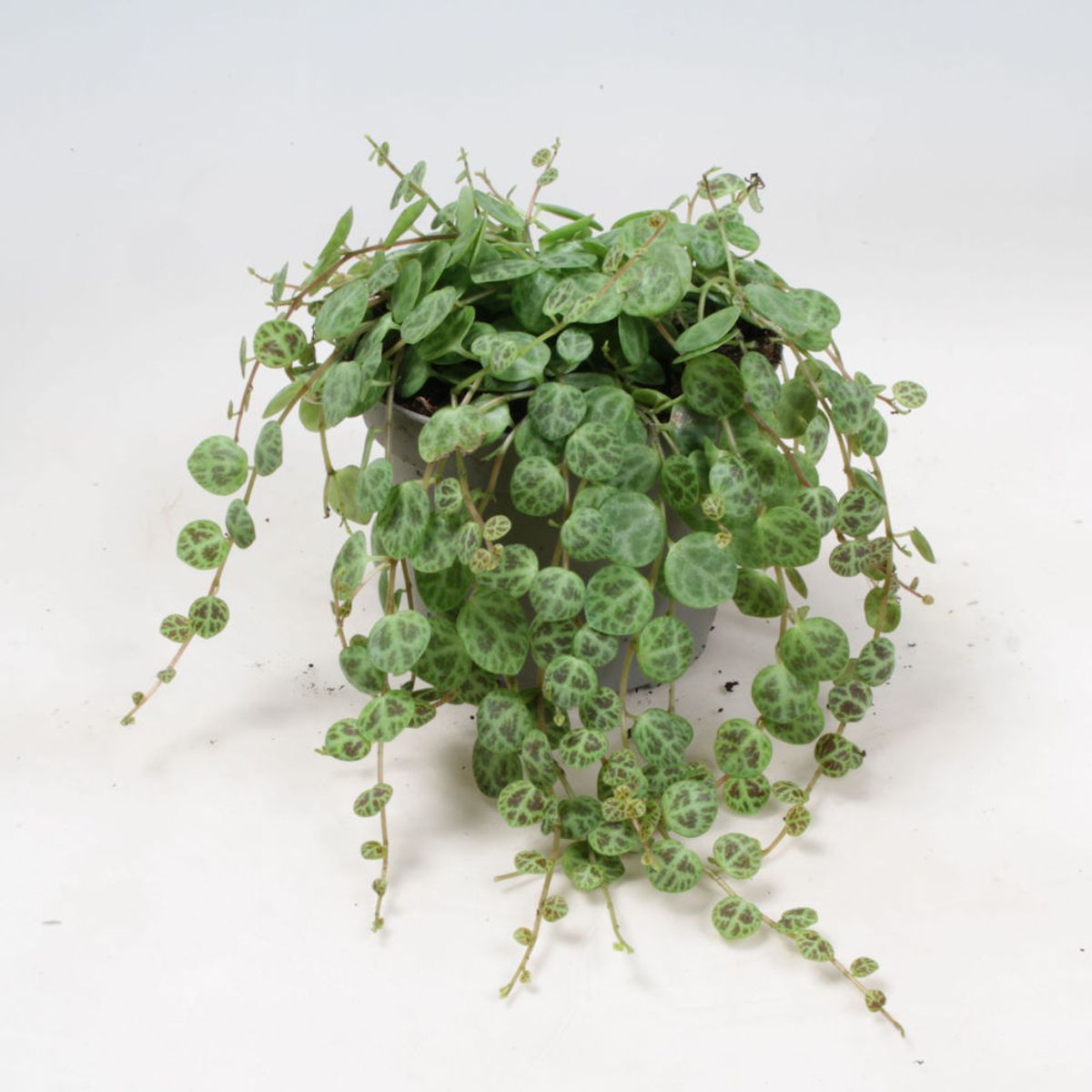 Peperomia prostrata — Plant Wholesale FlorAccess