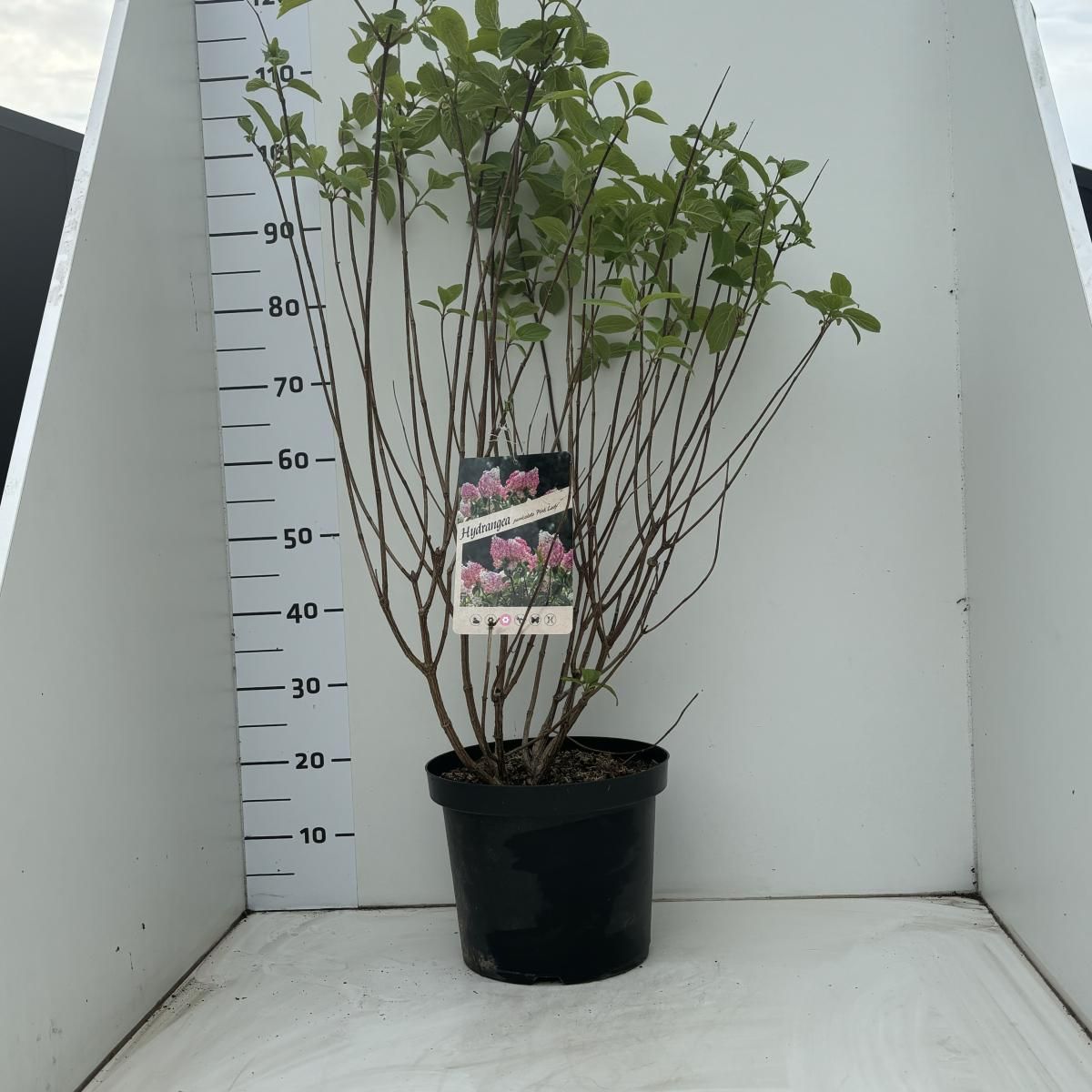 Hydrangea paniculata 'Pink Lady' — Plant Wholesale FlorAccess