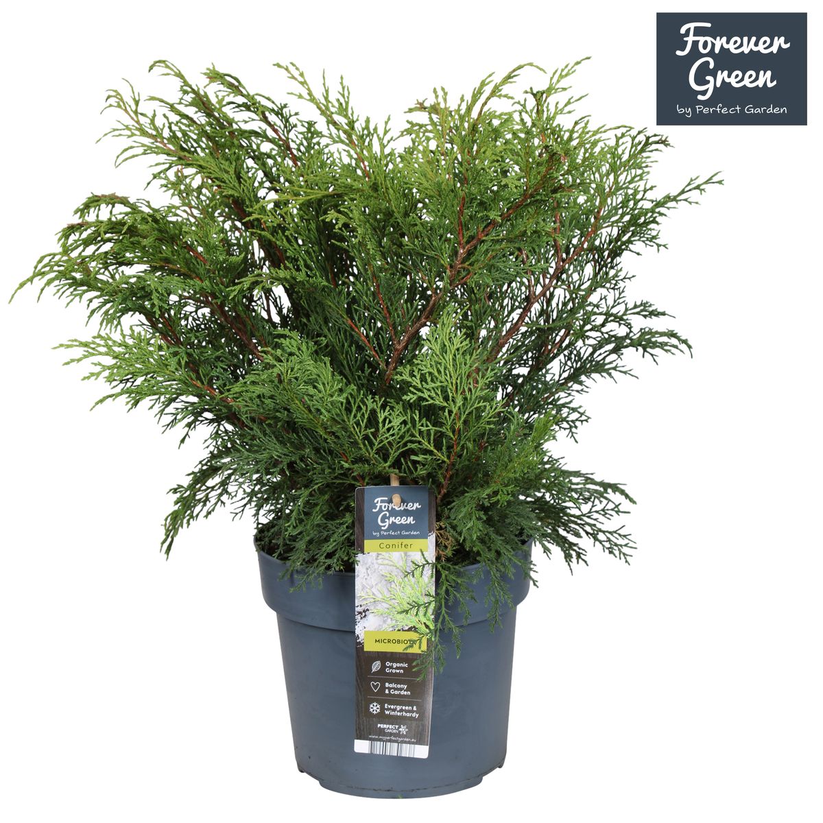 Microbiota decussata — Plant Wholesale FlorAccess