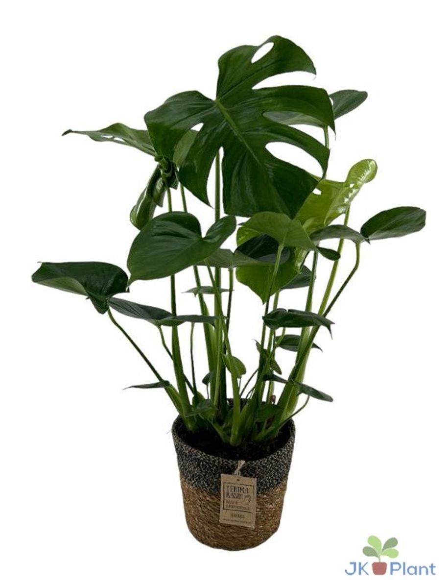 Monstera deliciosa — Plant Wholesale FlorAccess
