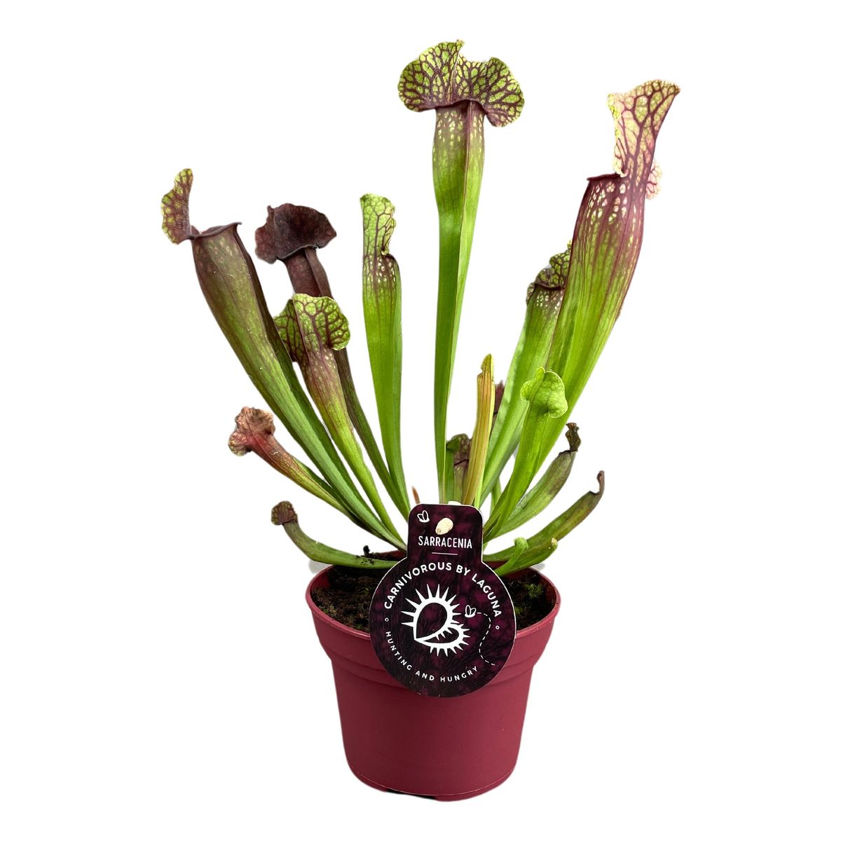 Sarracenia 'Judith Hindle' — Plant Wholesale FlorAccess