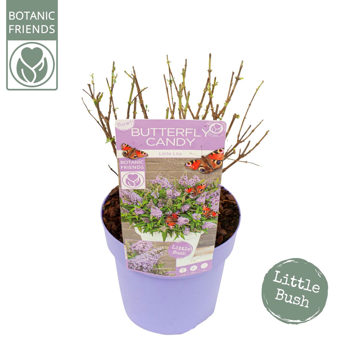 Buddleja davidii BUTTERFLY CANDY LITTLE LILA — Plant Wholesale FlorAccess