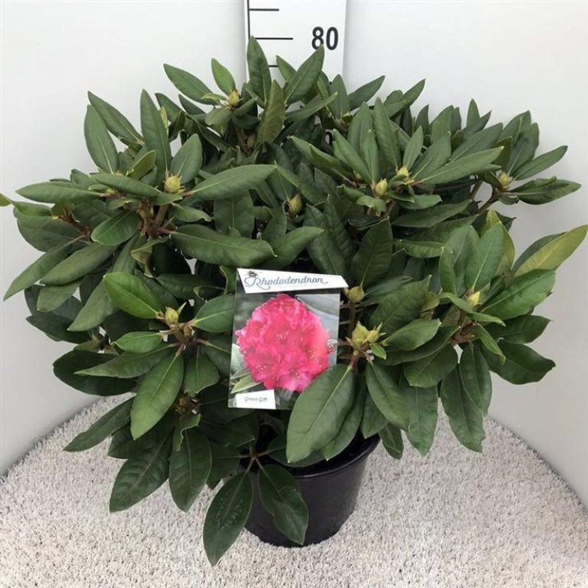 Rhododendron 'Pearce's American Beauty' — Plant Wholesale FlorAccess