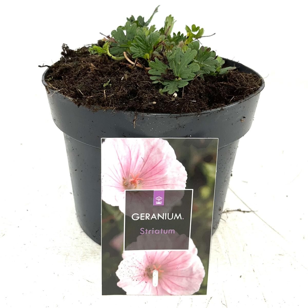 Geranium sanguineum striatum — Plant Wholesale FlorAccess