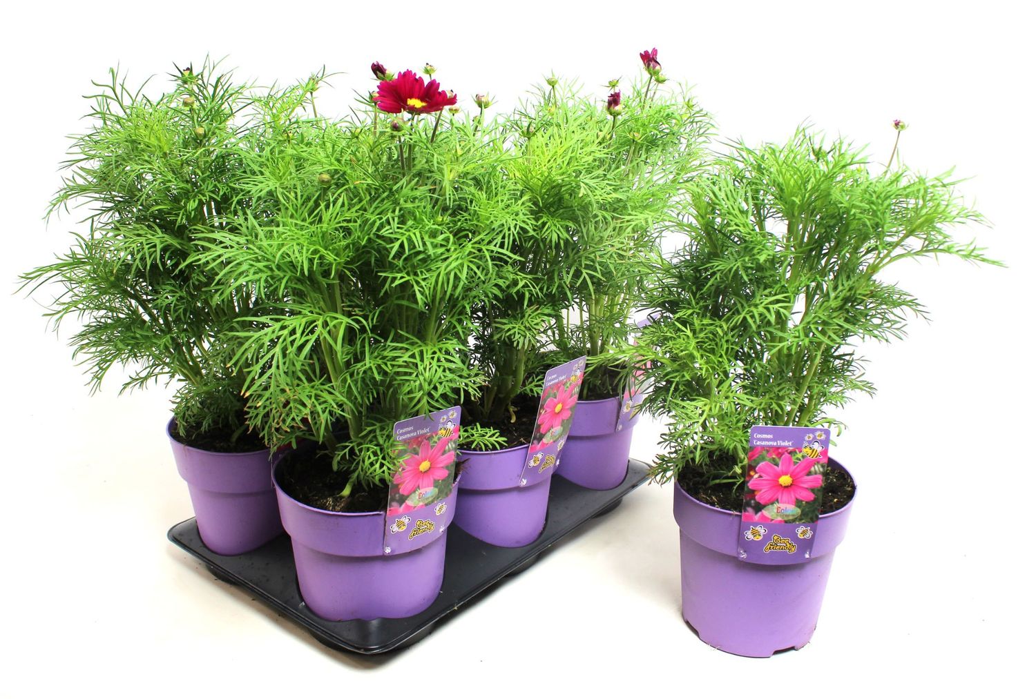 Cosmos bipinnatus 'Casanova Violet' — Plant Wholesale FlorAccess