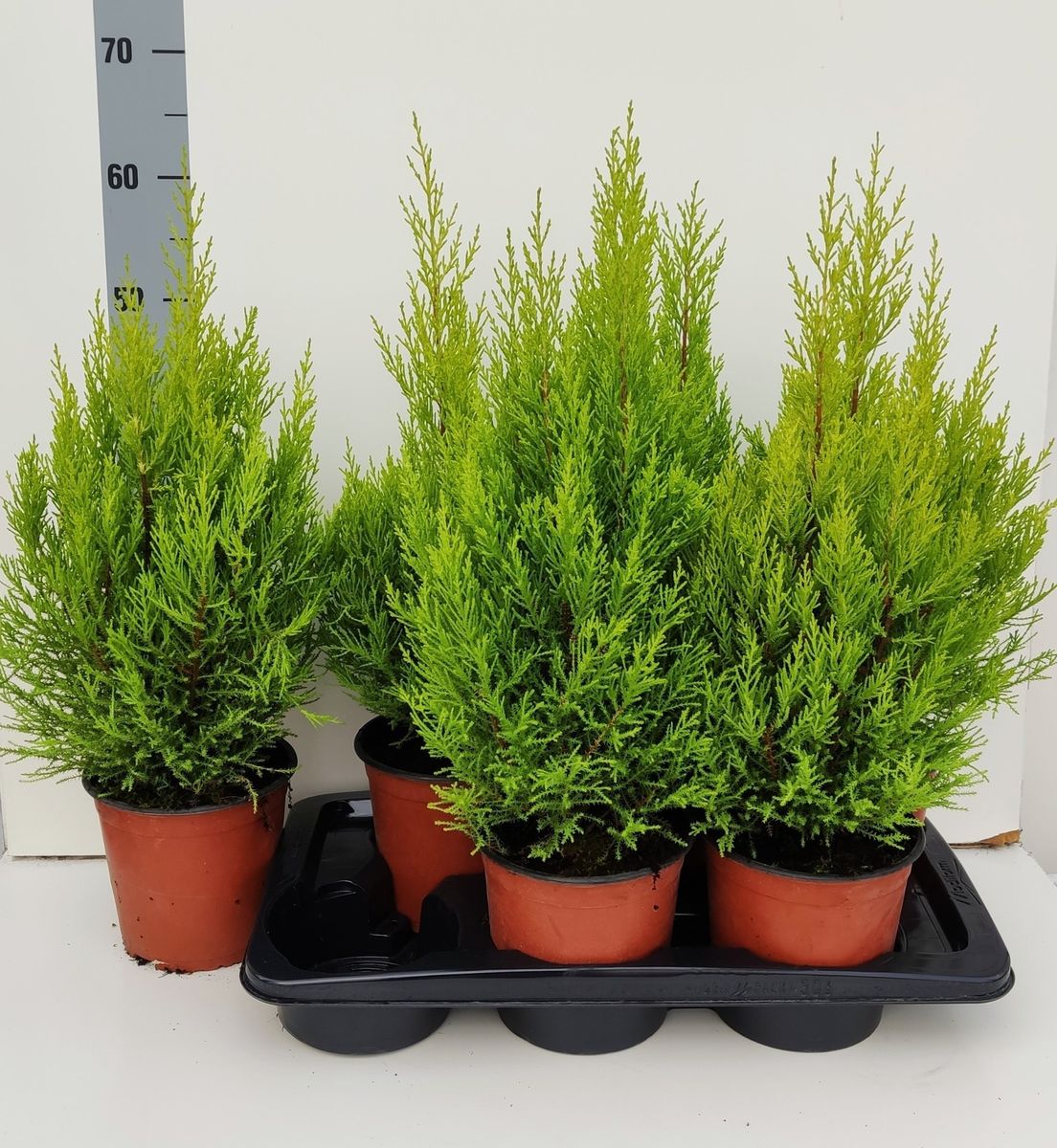 Cupressus macrocarpa 'Goldcrest' — Plant Wholesale FlorAccess