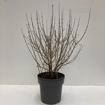 Syringa meyeri 'Palibin' — Plant Wholesale FlorAccess