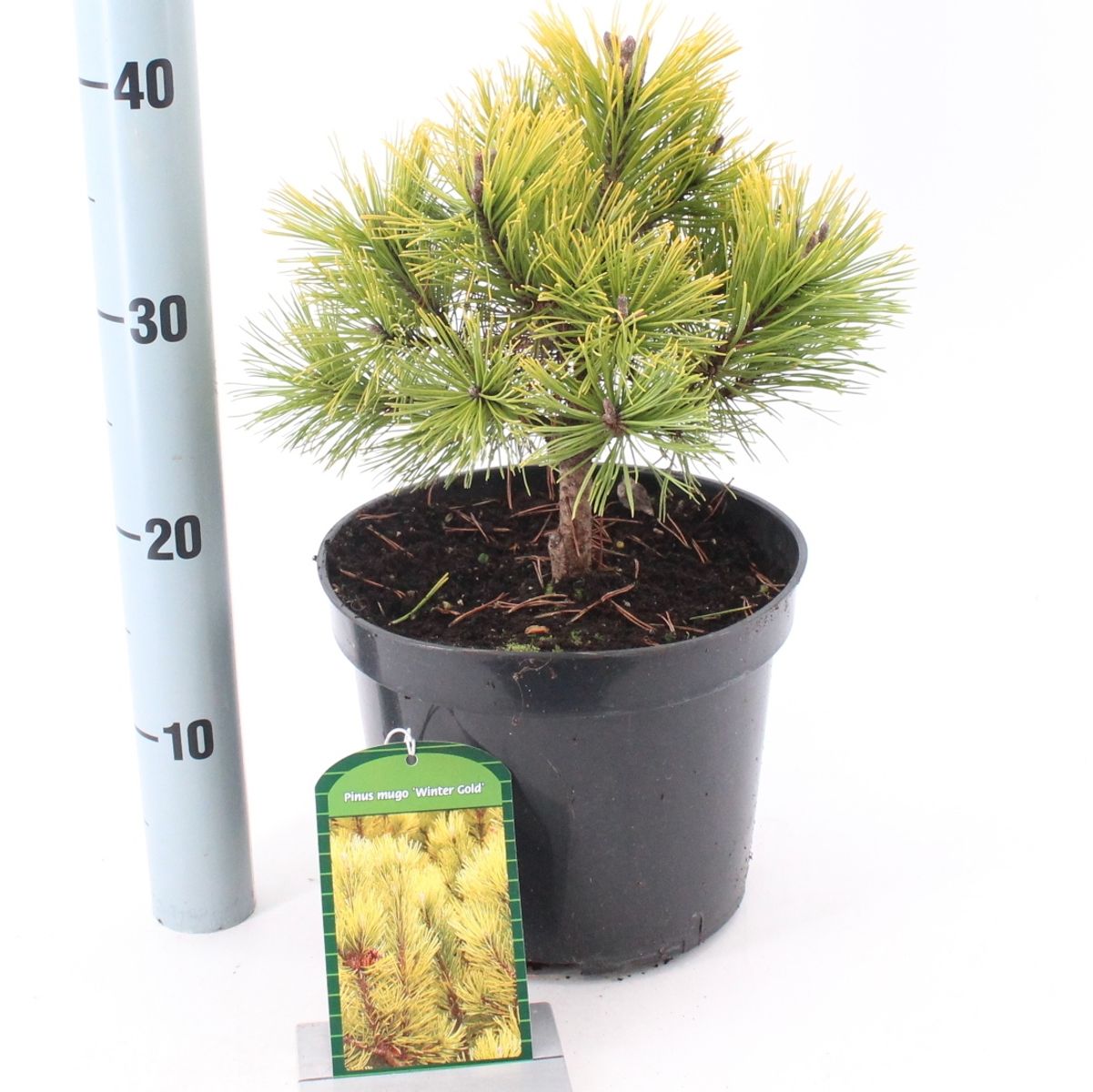 Pinus mugo 'Winter Gold' — Plant Wholesale FlorAccess
